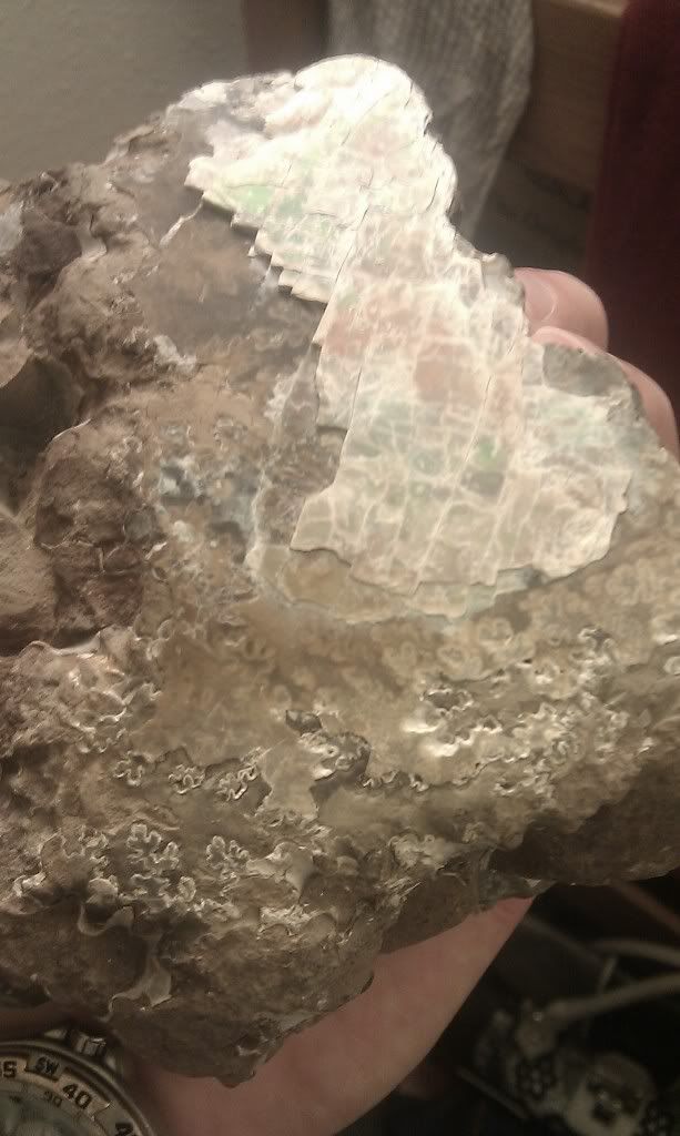 Copper & Fossil! | TreasureNet 🧭 The Original Treasure Hunting Website